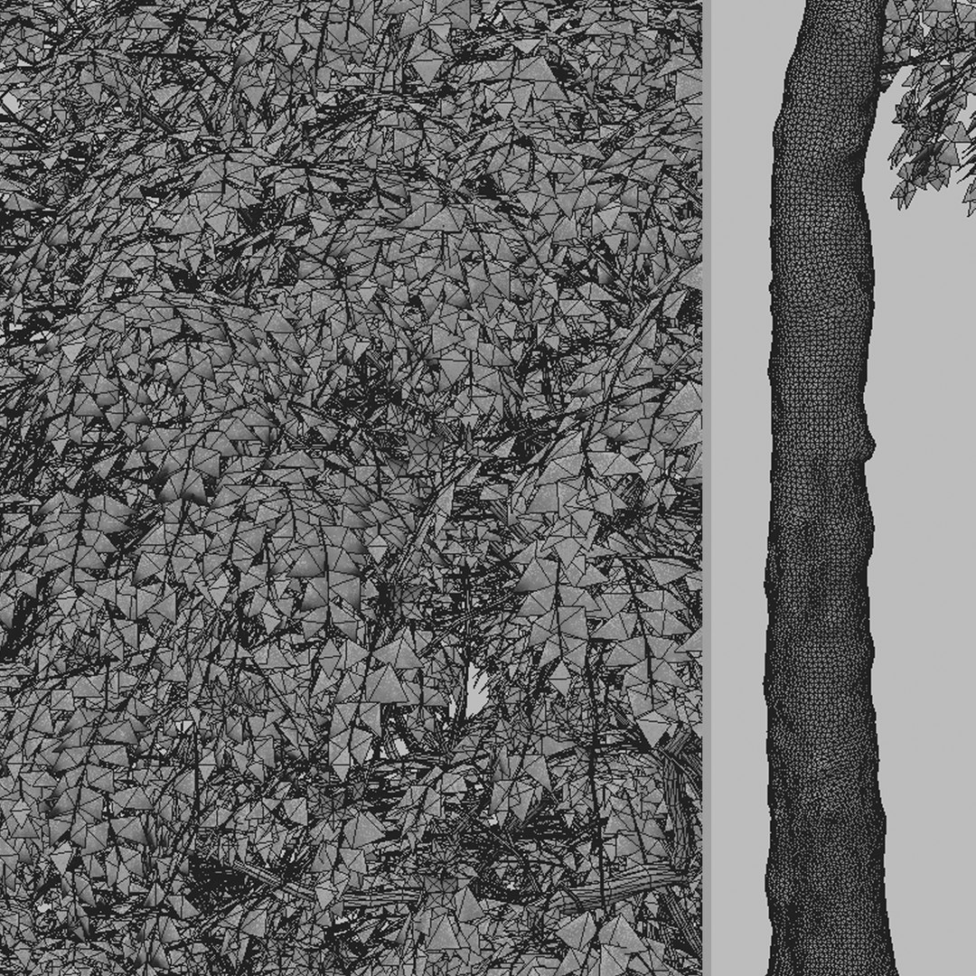 3D Model Set Of Cassia Leptophylla Or Gold Medallion Tree - TurboSquid ...