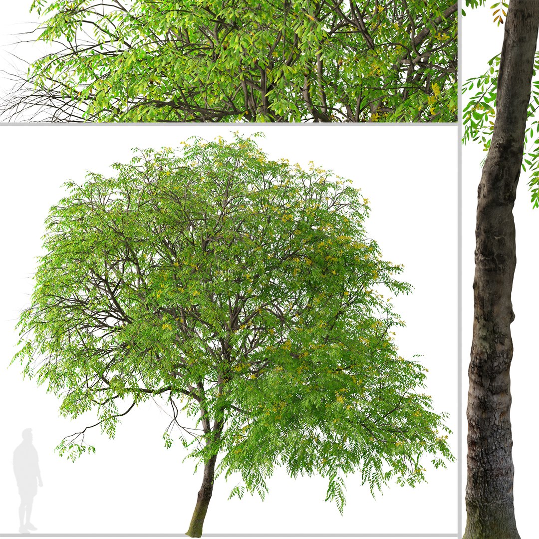 3D Model Set Of Cassia Leptophylla Or Gold Medallion Tree - TurboSquid ...