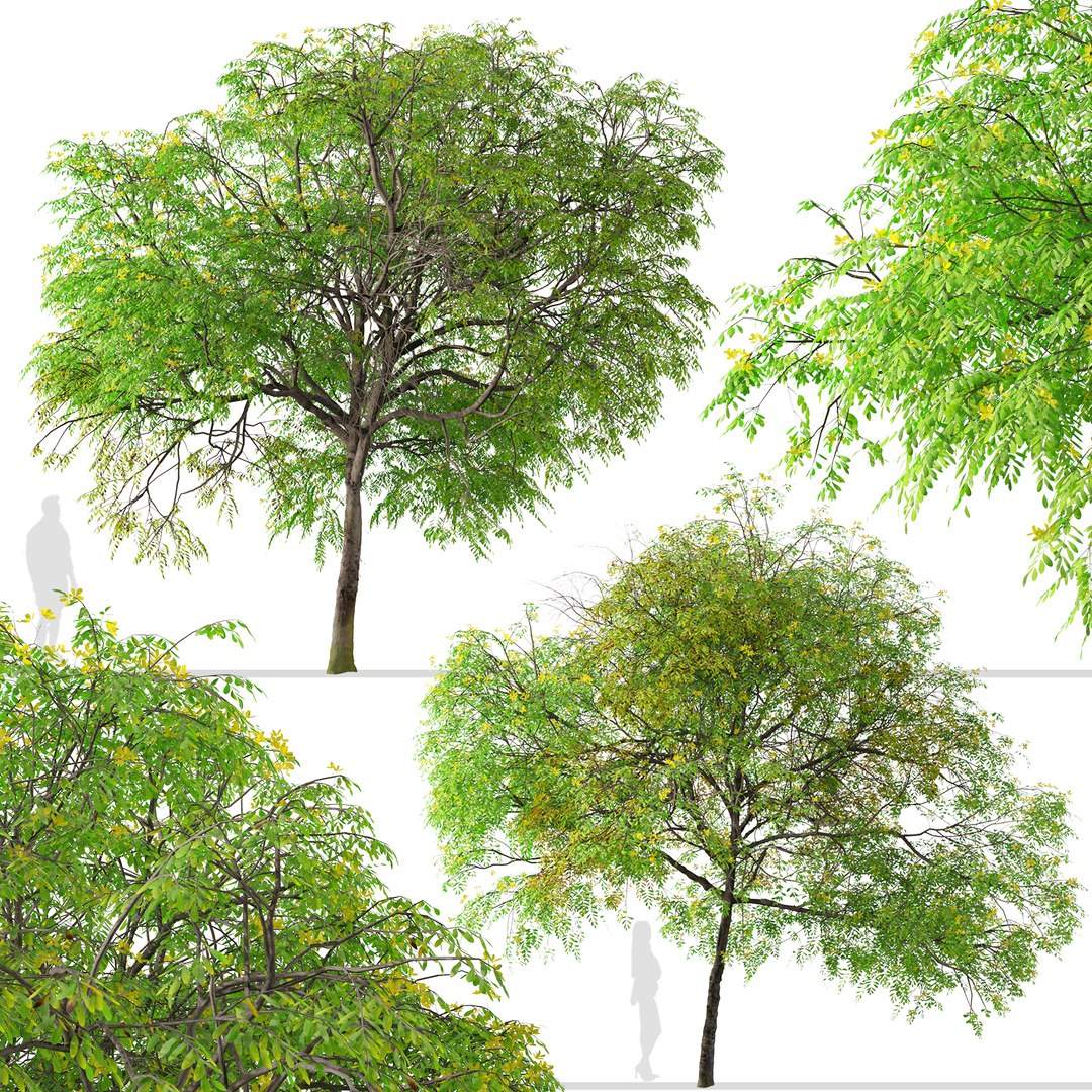 3D Model Set Of Cassia Leptophylla Or Gold Medallion Tree - TurboSquid ...
