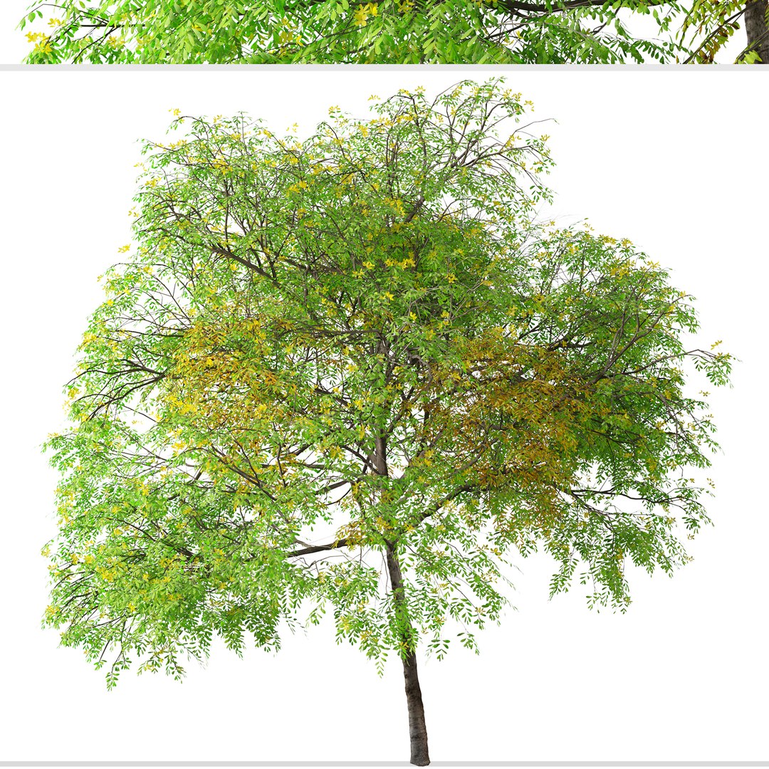 3D Model Set Of Cassia Leptophylla Or Gold Medallion Tree - TurboSquid ...
