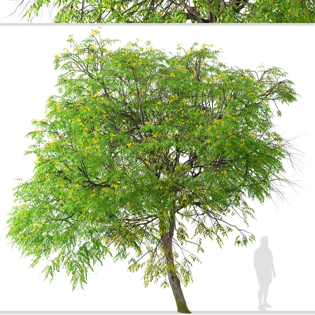 3D Model Set Of Cassia Leptophylla Or Gold Medallion Tree - TurboSquid ...