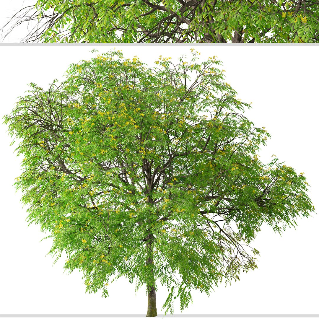 3D Model Set Of Cassia Leptophylla Or Gold Medallion Tree - TurboSquid ...