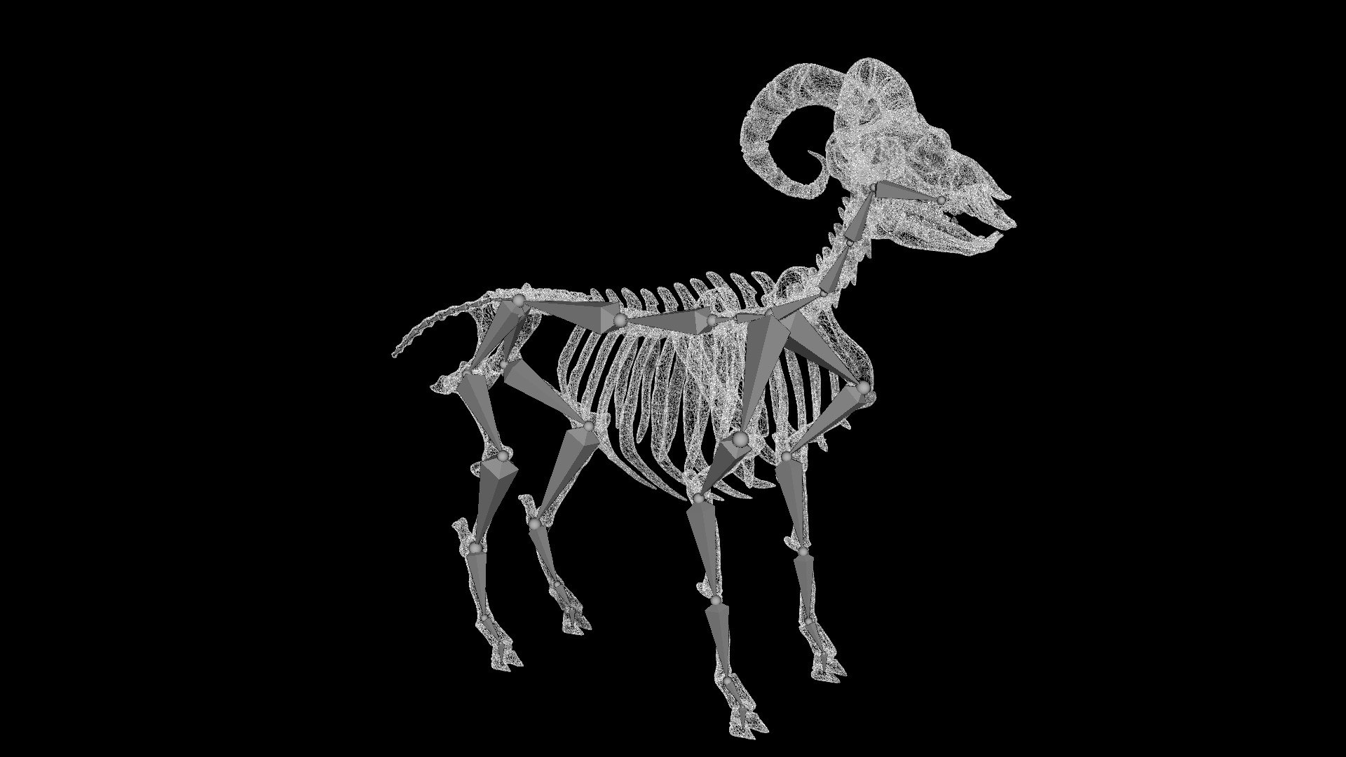 3D Rigged Sheep Skeleton - TurboSquid 1886450