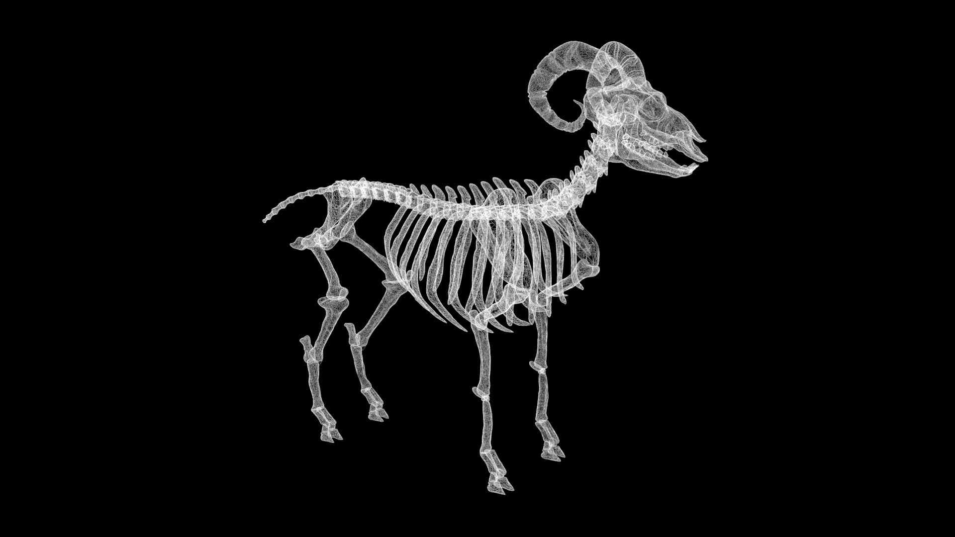 3D Rigged Sheep Skeleton - TurboSquid 1886450