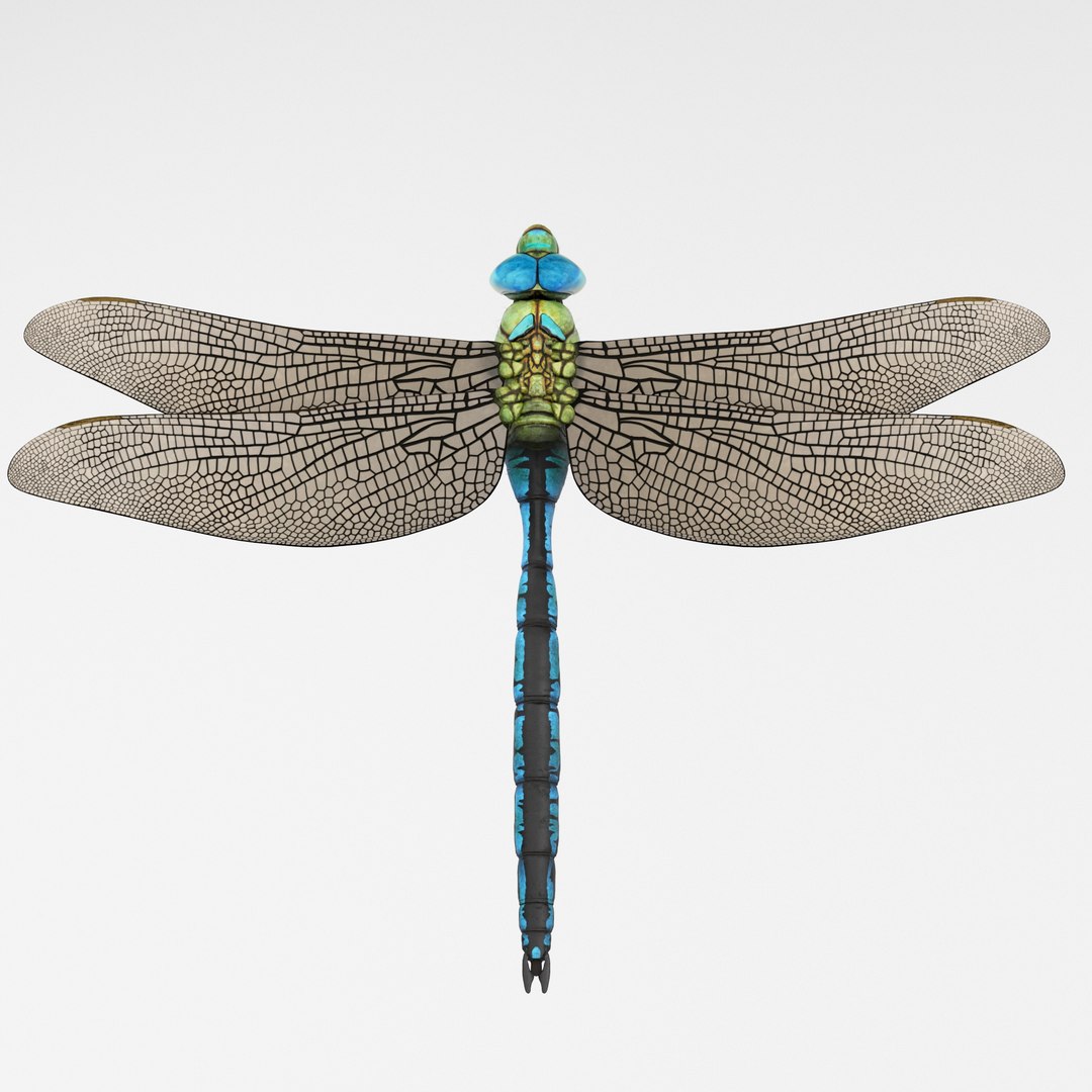 Anax Imperator 3D Model - TurboSquid 2087146