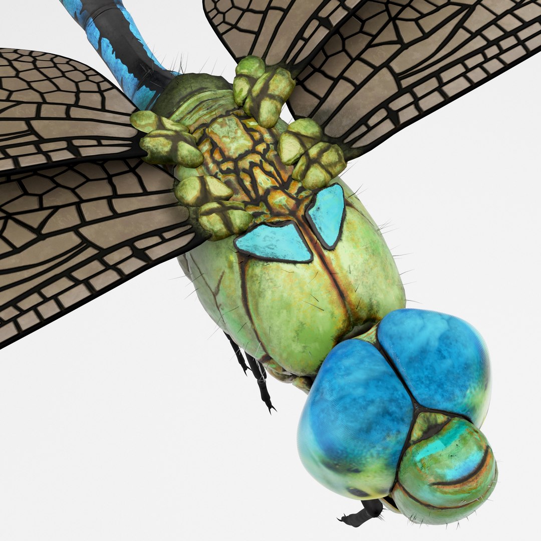 Anax Imperator 3D Model - TurboSquid 2087146