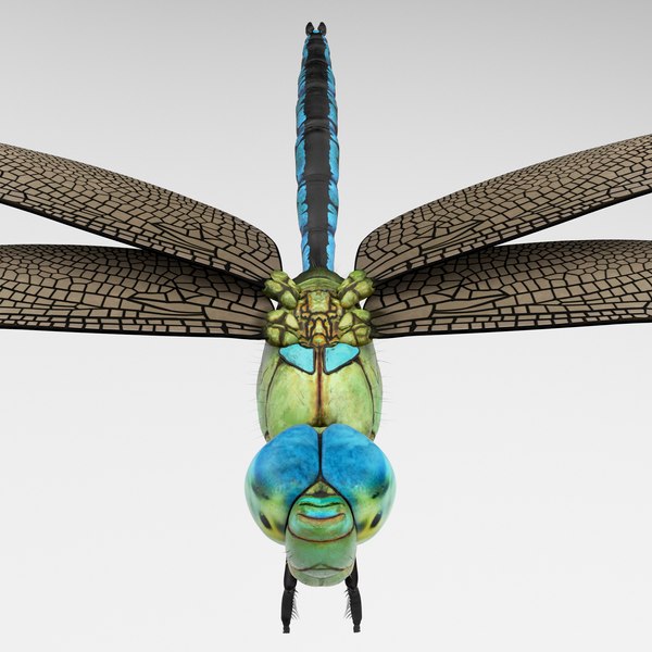 Anax Imperator Modelo 3D - TurboSquid 2087146