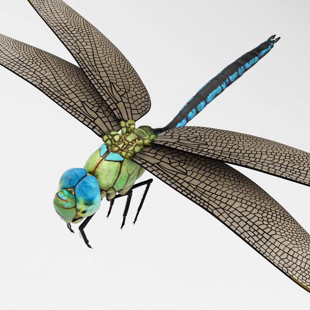 Anax Imperator 3D Model - TurboSquid 2087146