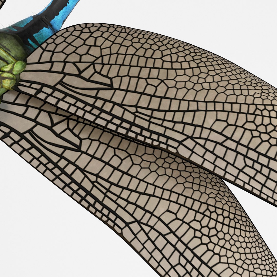 Anax Imperator 3D Model - TurboSquid 2087146