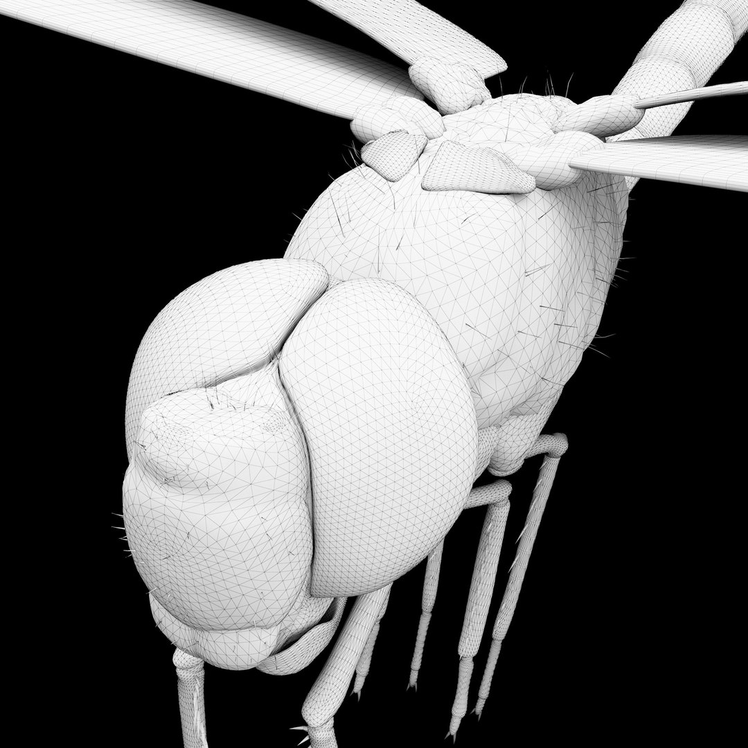 Anax Imperator 3D Model - TurboSquid 2087146