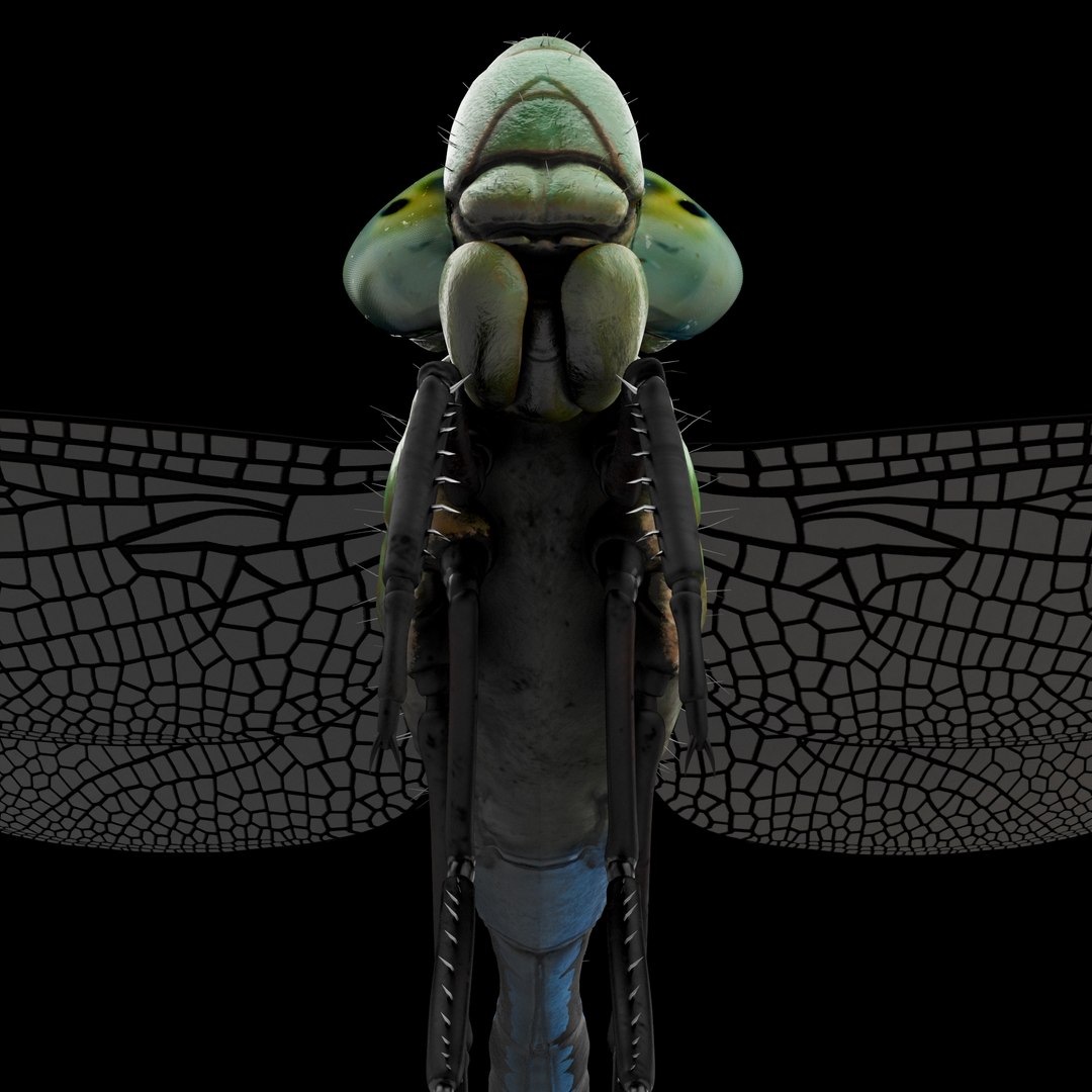 Anax Imperator 3D Model - TurboSquid 2087146