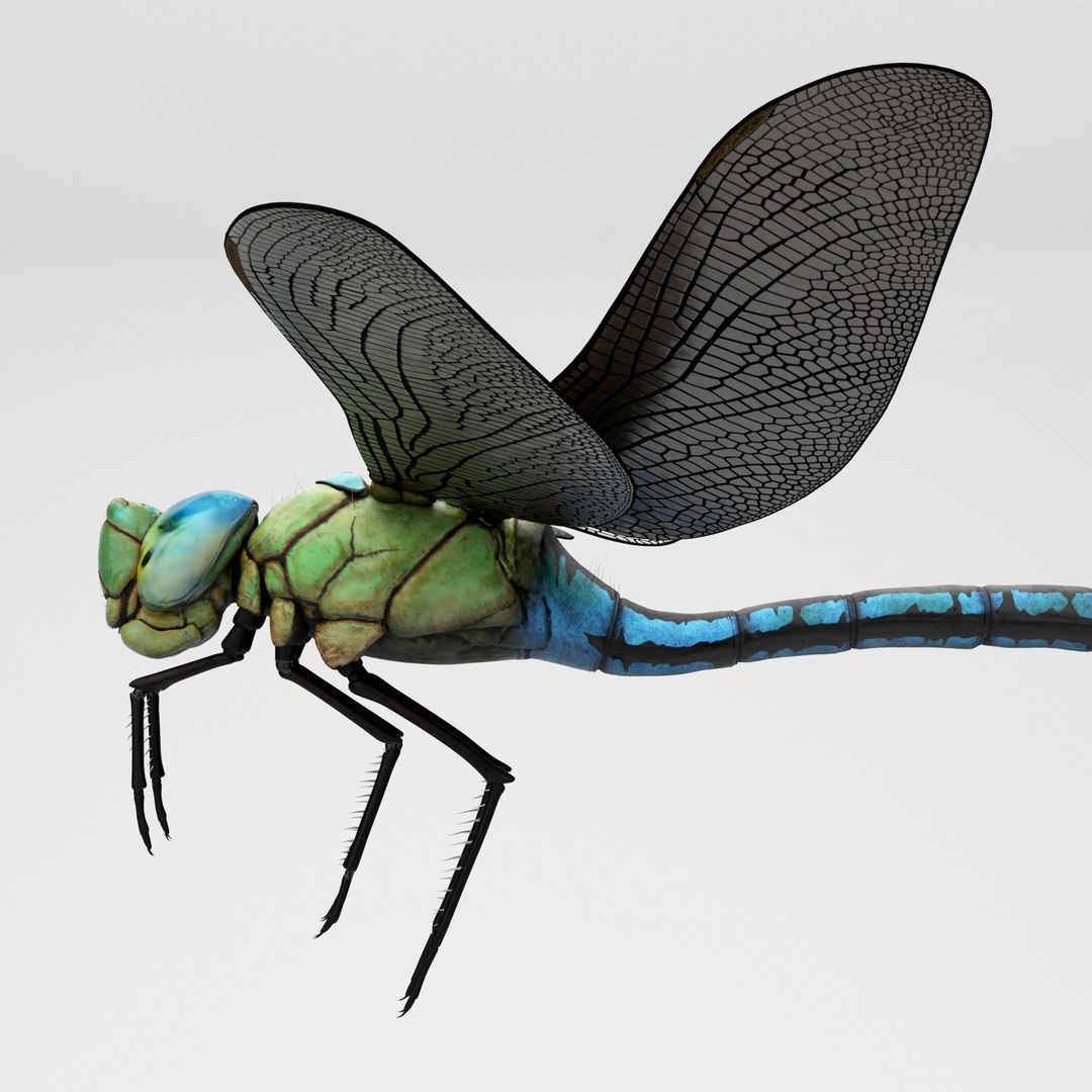 Anax Imperator 3D Model - TurboSquid 2087146