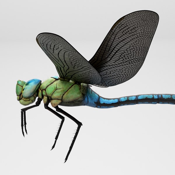 modelo 3d Anax Imperator - TurboSquid 2087146