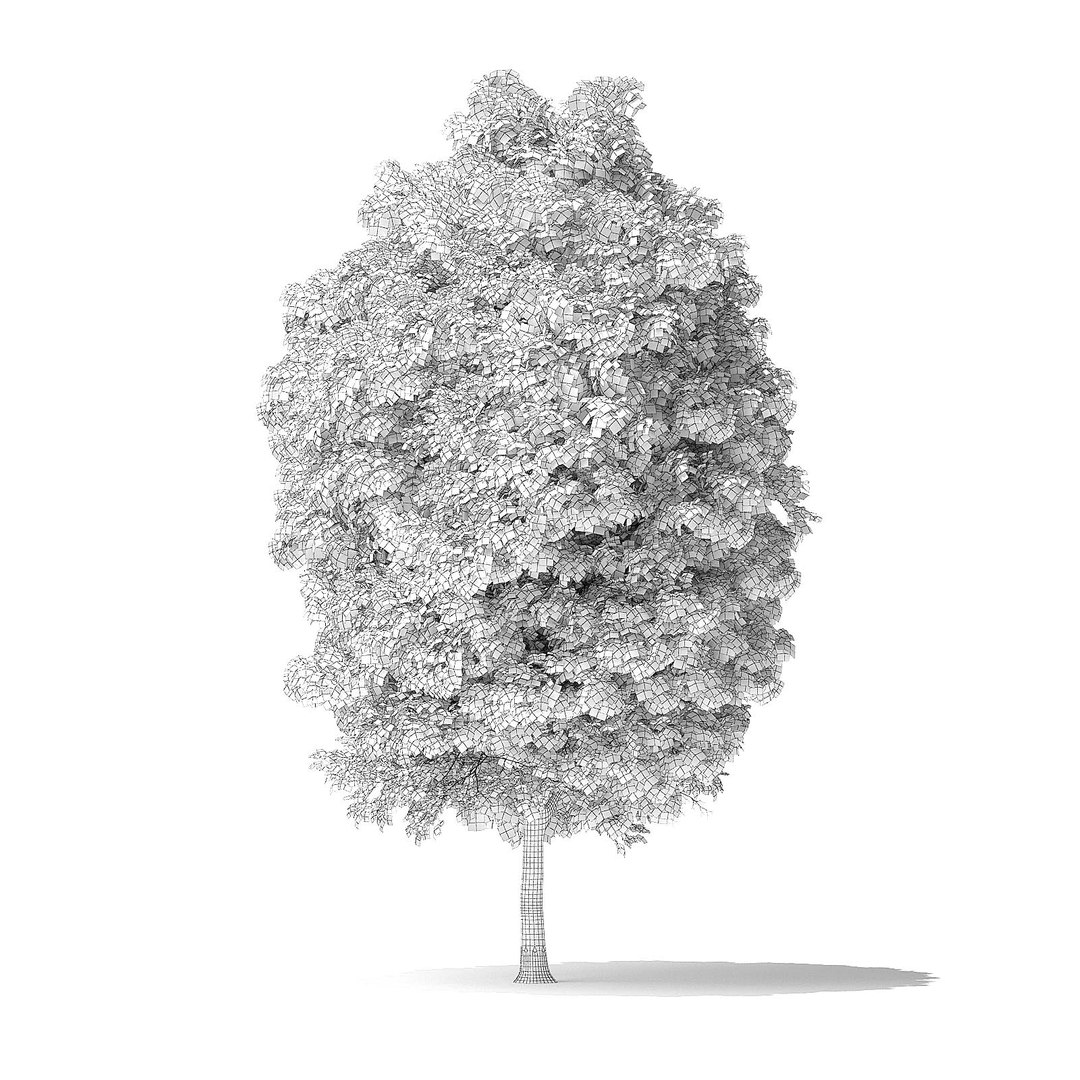 American Basswood Tree 8 3D - TurboSquid 1459564