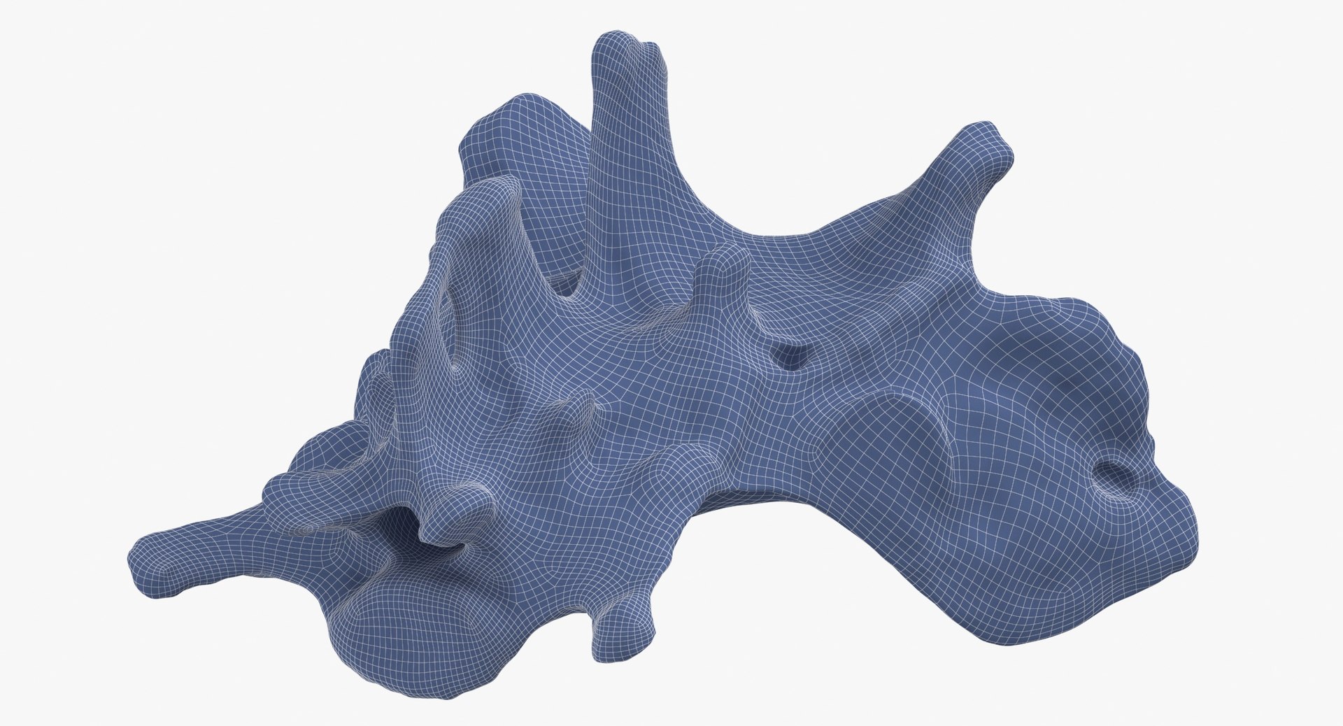 3D Domestic Cat Sacrum Bone 01 S1 S3 - TurboSquid 1869432