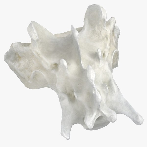 Domestic Cat Femur Bone 01 3D model - TurboSquid 1847921