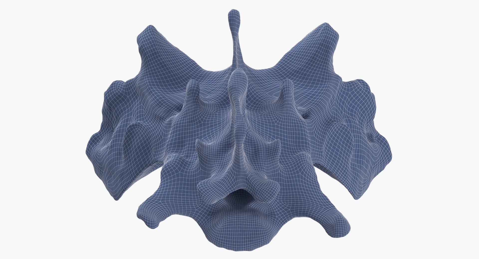 3D Domestic Cat Sacrum Bone 01 S1 S3 - TurboSquid 1869432