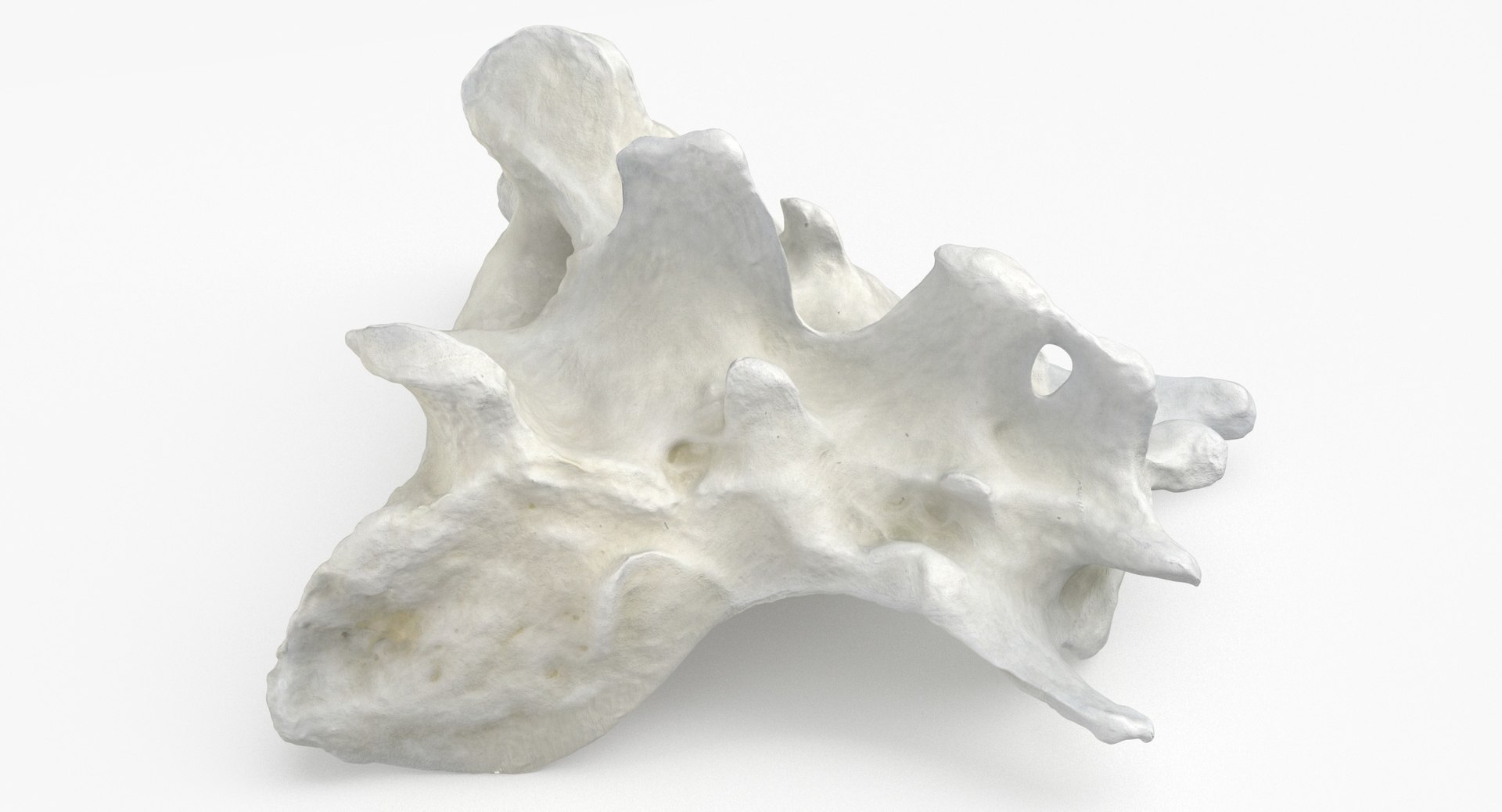 3D Domestic Cat Sacrum Bone 01 S1 S3 - TurboSquid 1869432