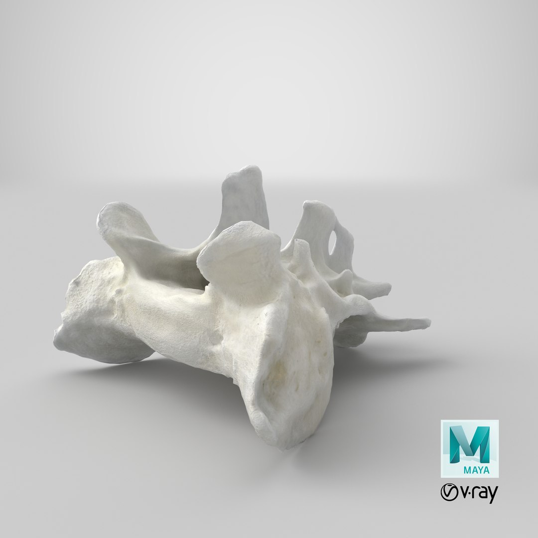 3D Domestic Cat Sacrum Bone 01 S1 S3 - TurboSquid 1869432