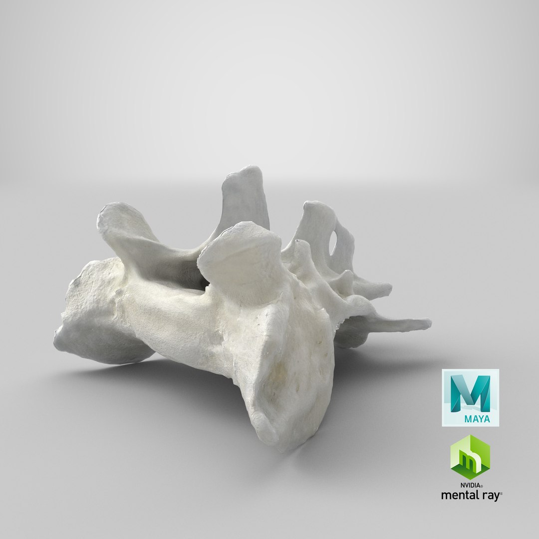 3D Domestic Cat Sacrum Bone 01 S1 S3 - TurboSquid 1869432