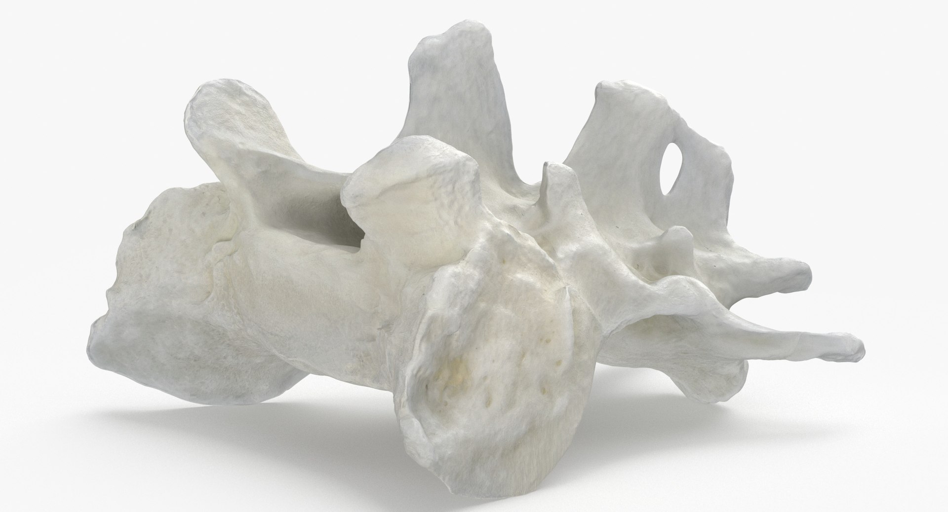 3D Domestic Cat Sacrum Bone 01 S1 S3 - TurboSquid 1869432