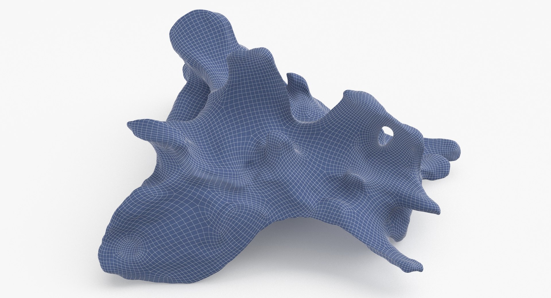 3D Domestic Cat Sacrum Bone 01 S1 S3 - TurboSquid 1869432