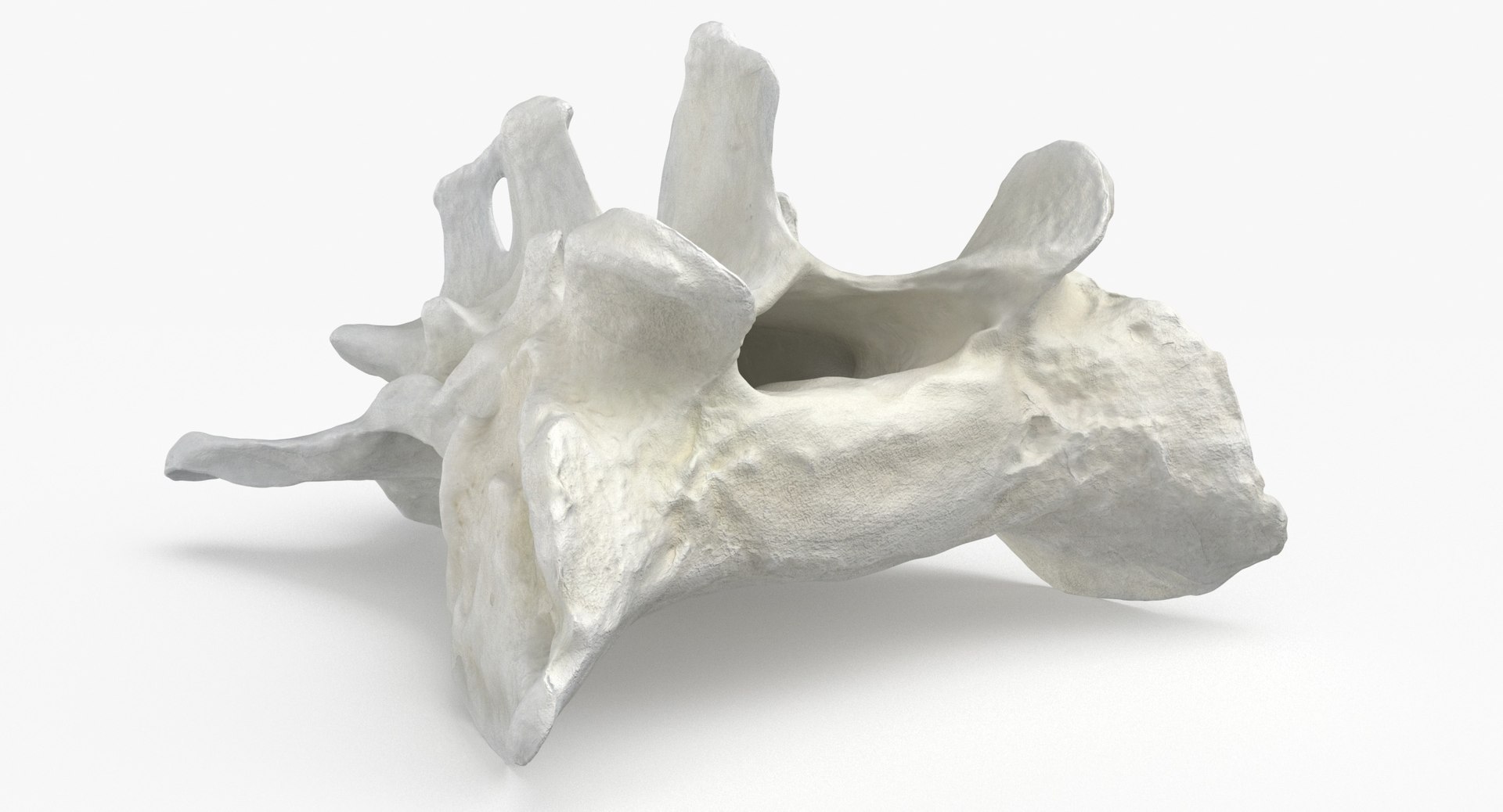 3D Domestic Cat Sacrum Bone 01 S1 S3 - TurboSquid 1869432