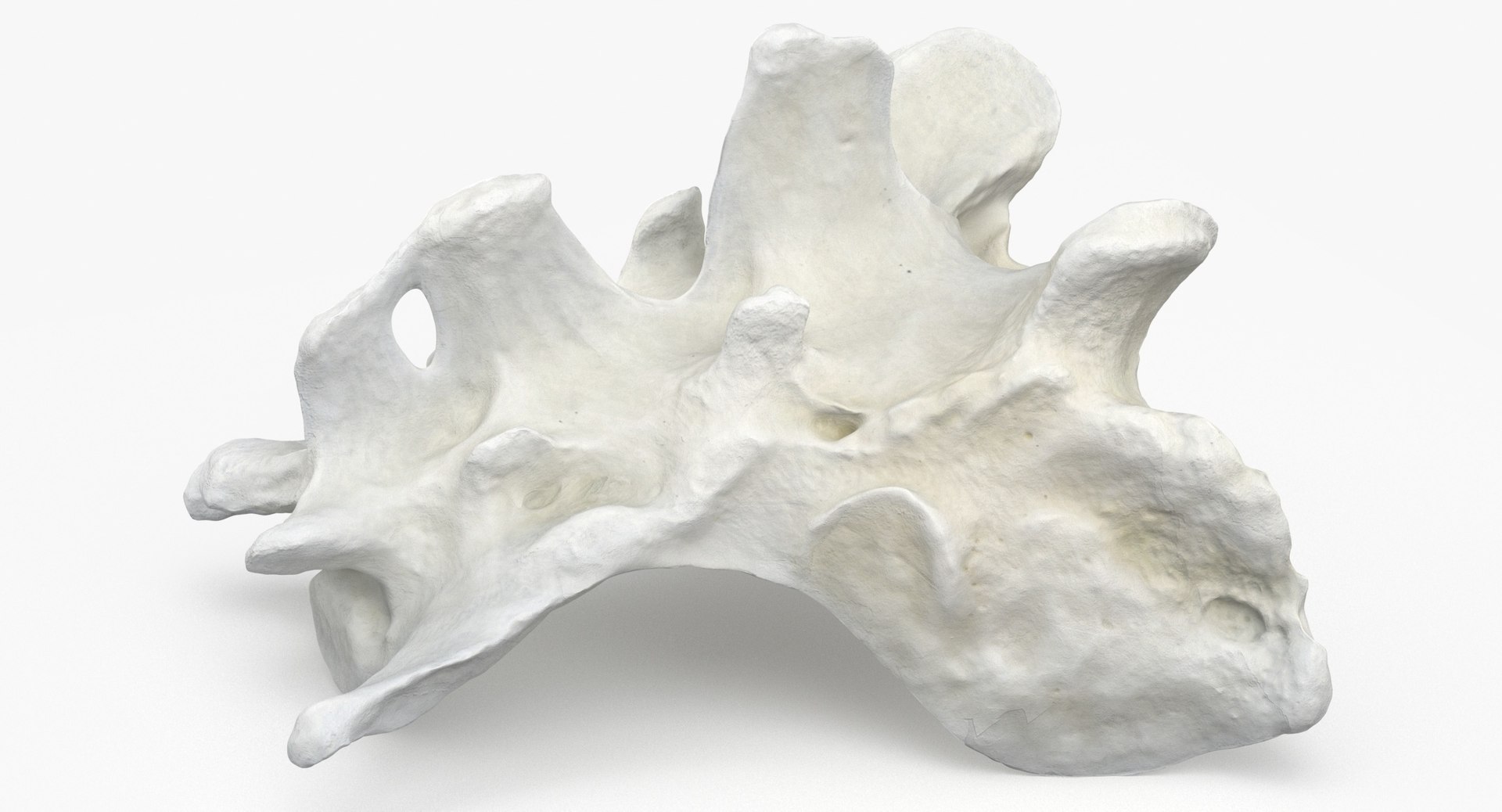 3D Domestic Cat Sacrum Bone 01 S1 S3 - TurboSquid 1869432