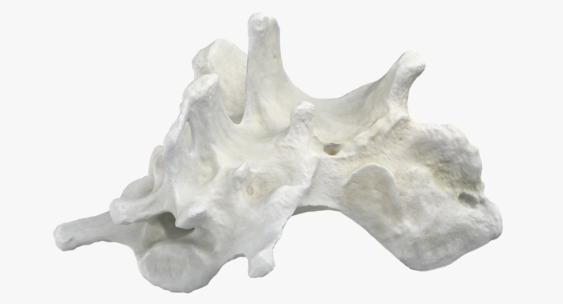 3D Domestic Cat Sacrum Bone 01 S1 S3 - TurboSquid 1869432
