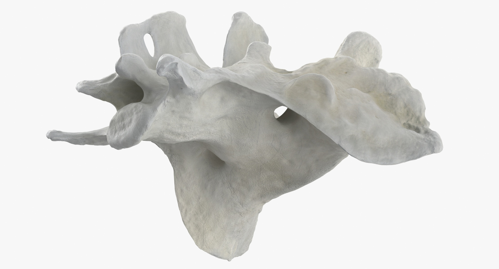 3D Domestic Cat Sacrum Bone 01 S1 S3 - TurboSquid 1869432