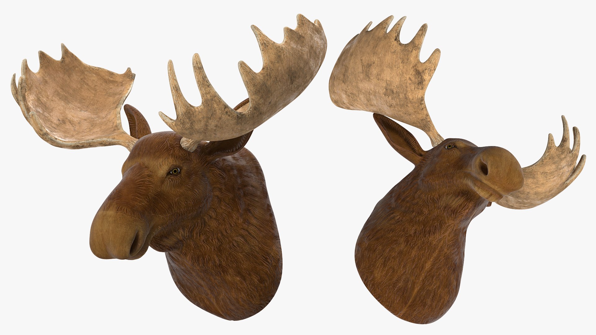 3D Moose Head Trophy Model - TurboSquid 1452164