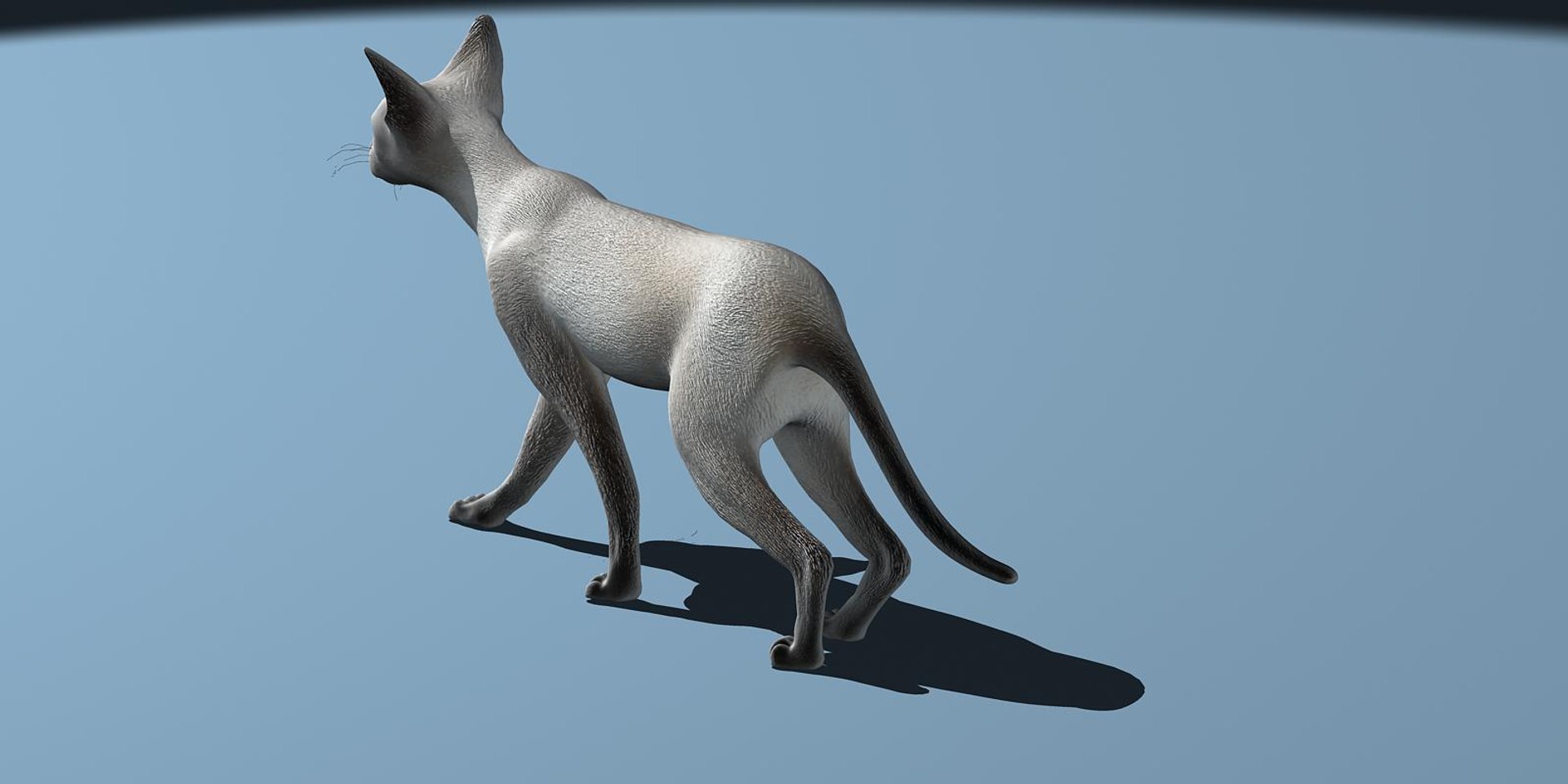 Cat Modelled 3d Model