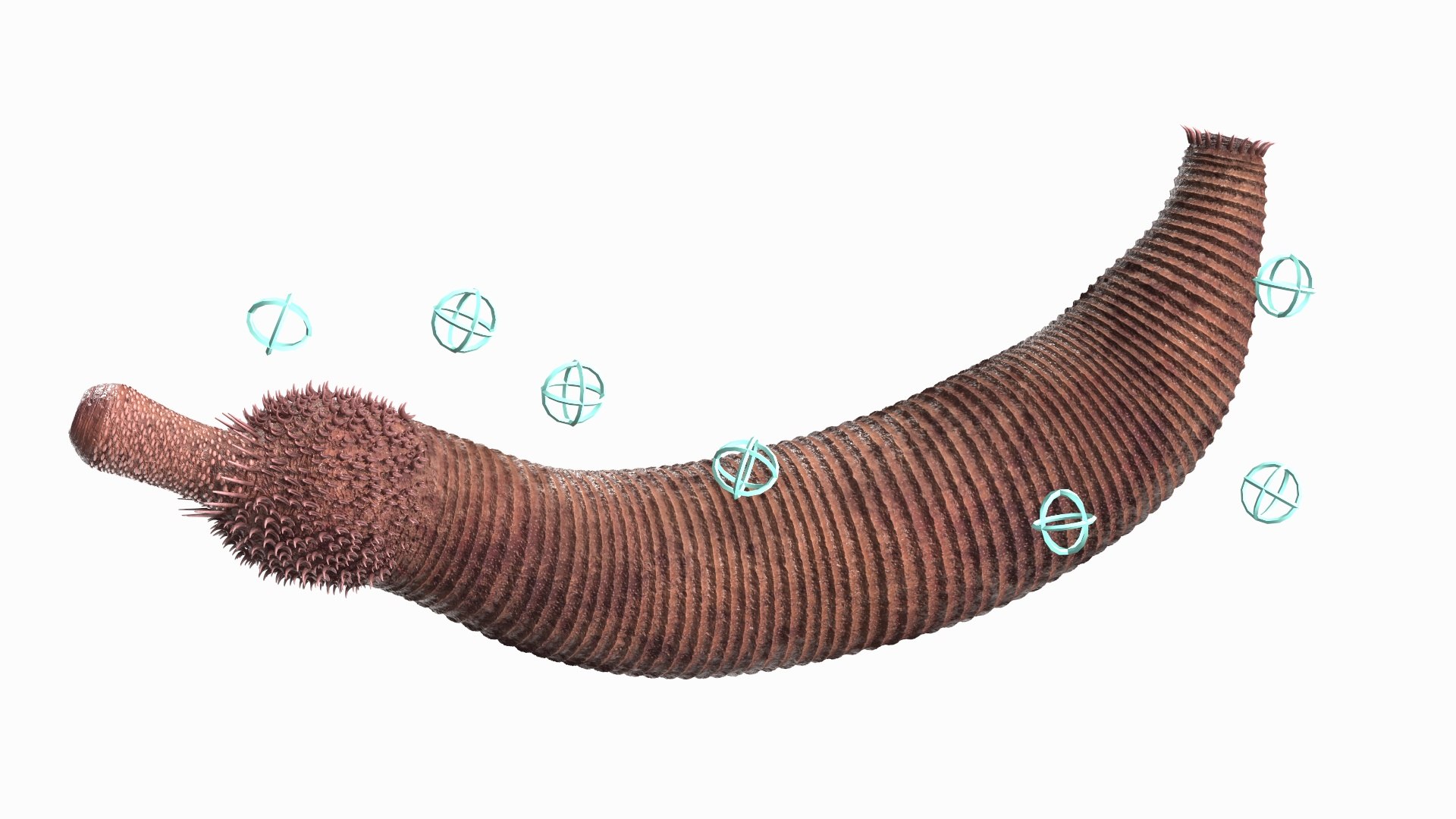 3D Ottoia Relict Marine Worm Rigged Model - TurboSquid 2177524