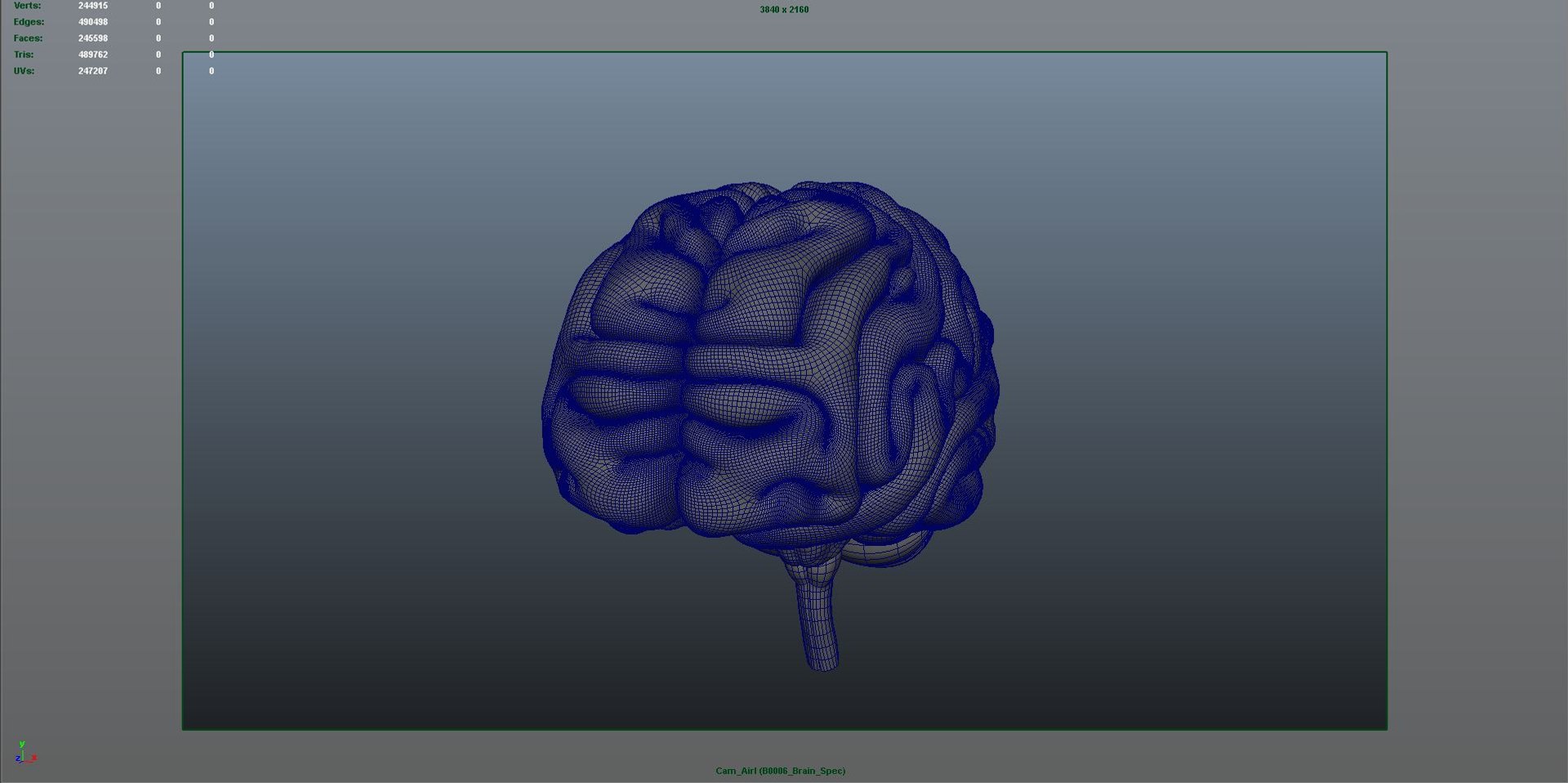 3d Model Human Brain