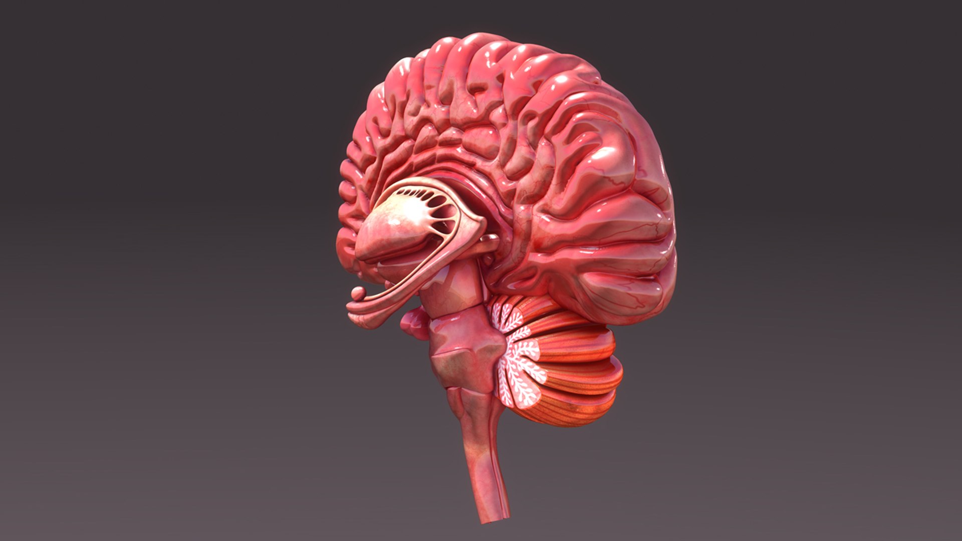 3d Model Human Brain
