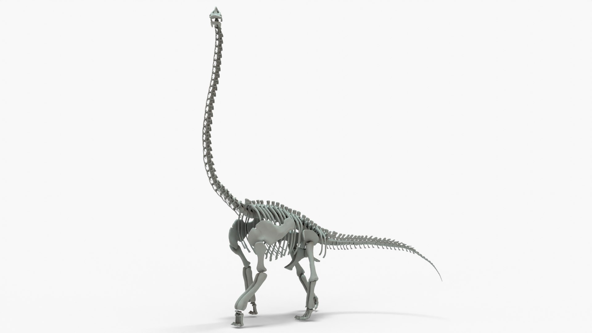Brachiosaurus Rigged Basemesh Skeleton 3D model - TurboSquid 2112638