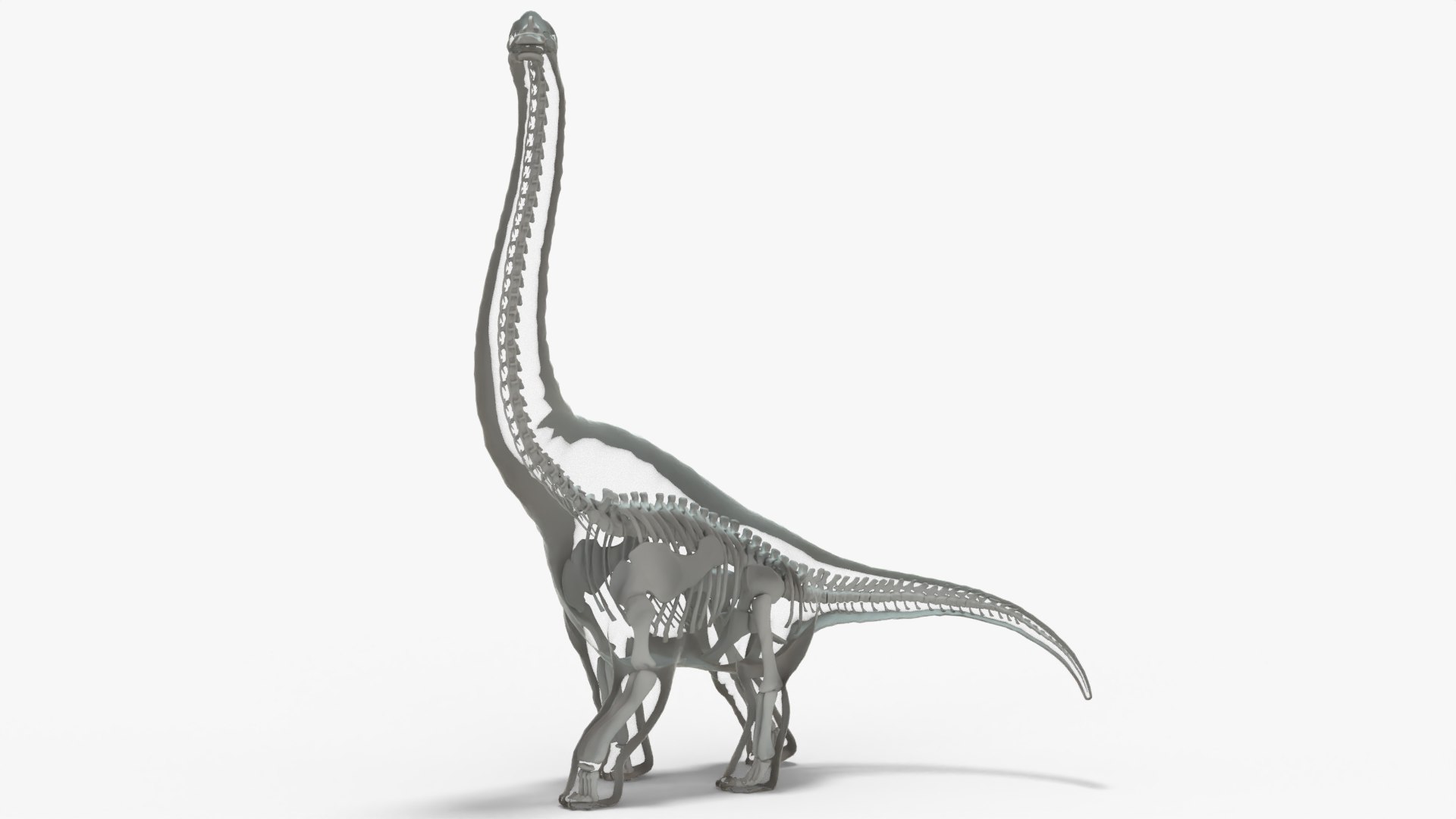 Brachiosaurus Rigged Basemesh Skeleton 3D model - TurboSquid 2112638