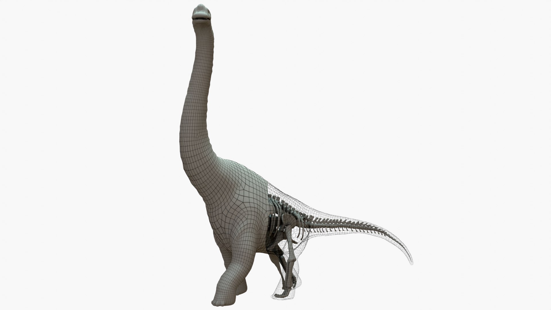 Brachiosaurus Rigged Basemesh Skeleton 3D model - TurboSquid 2112638