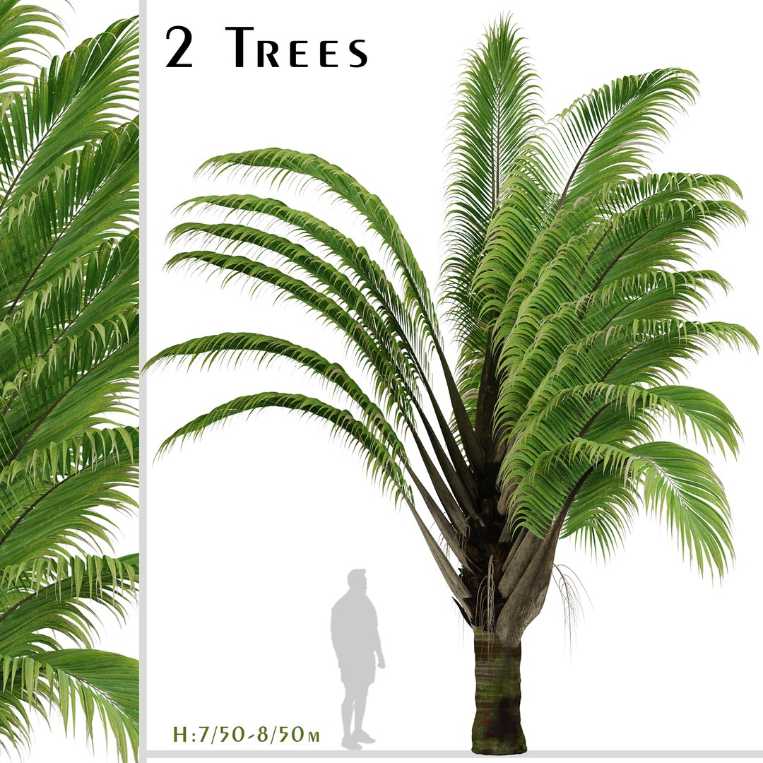 Set Of Dypsis Decaryi Or Triangle Palm Tree - 2 Trees 3D Model ...