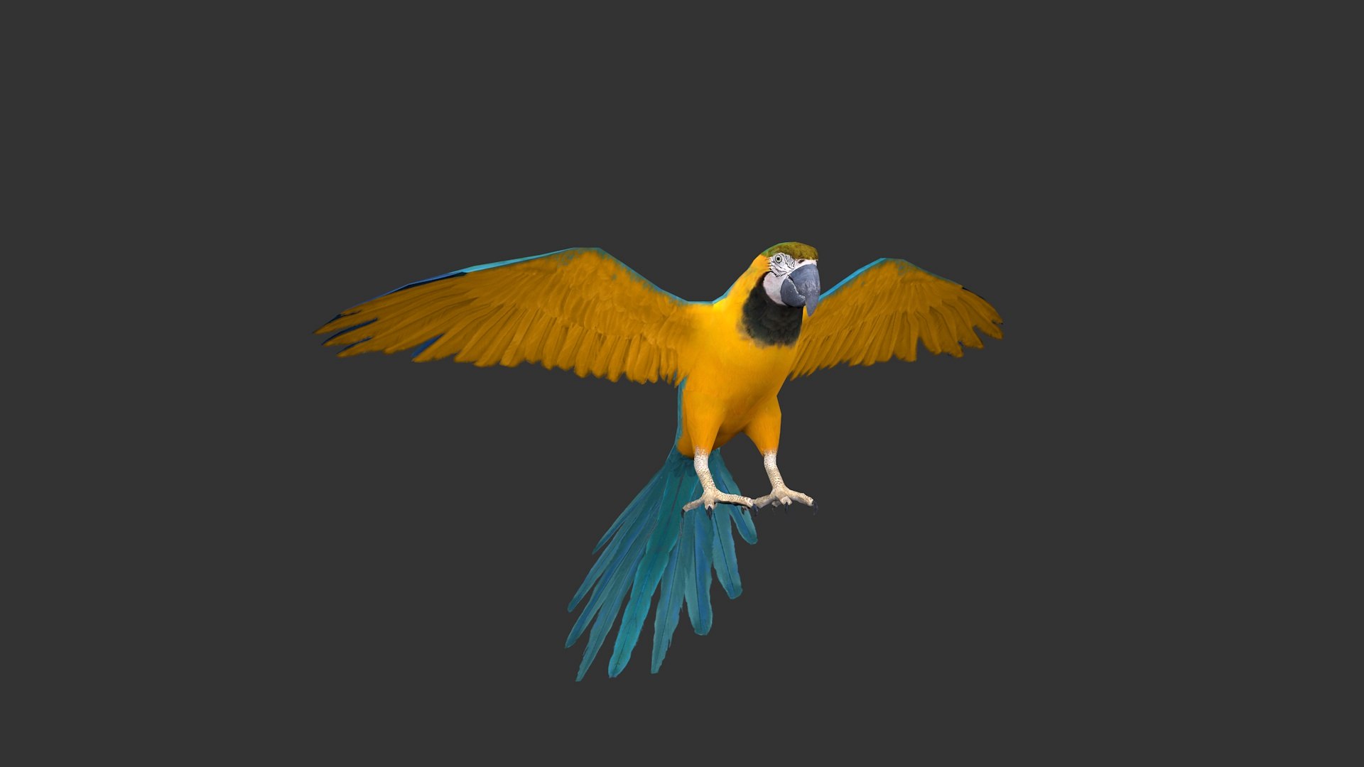 3D Parrot - TurboSquid 1767586