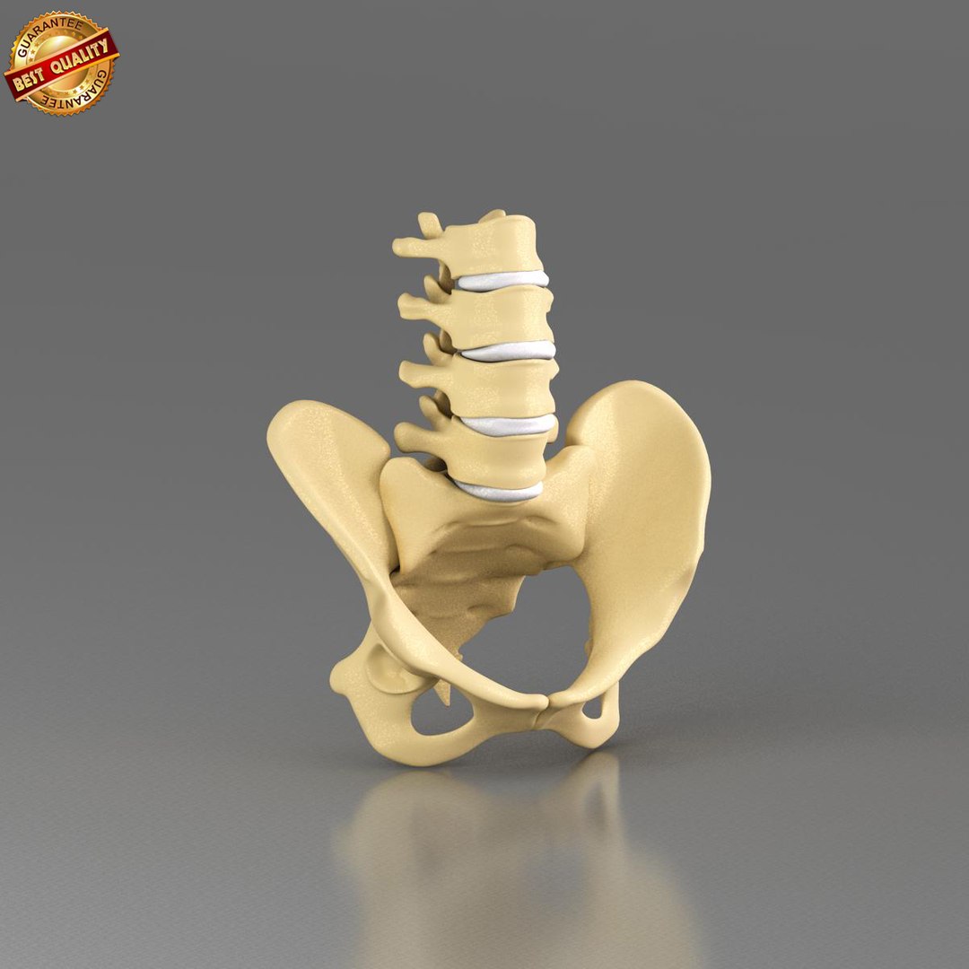 3d Model Modeled Anatomy Medical