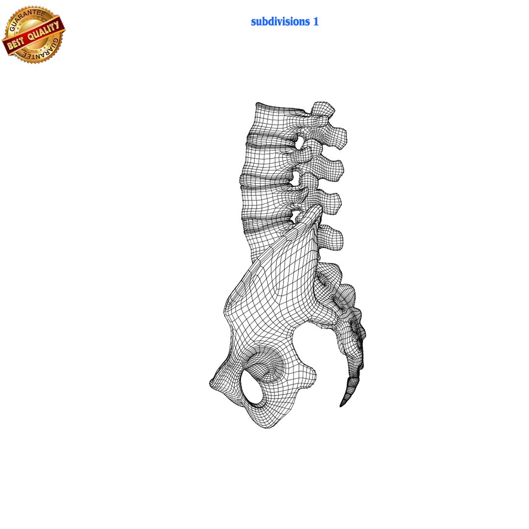 3d Model Modeled Anatomy Medical