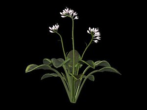 Hosta 3D Models for Download | TurboSquid