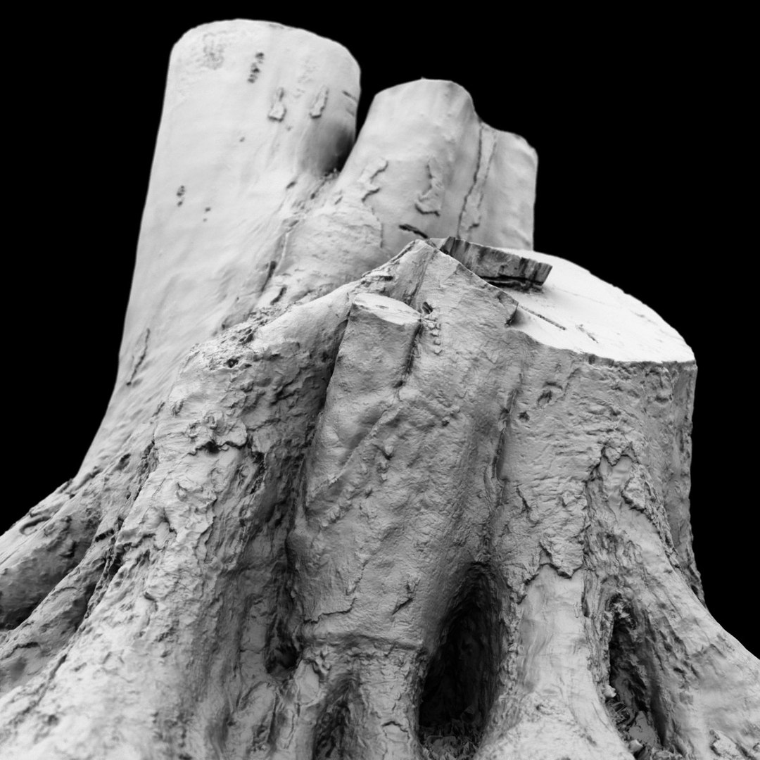 Environment Asset Photoscanned 3d Model