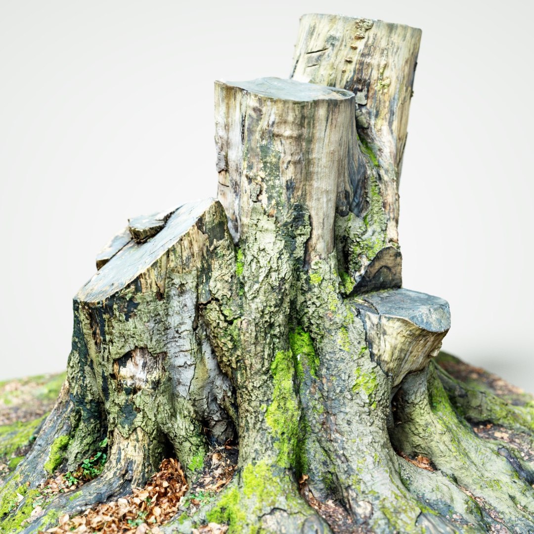 Environment Asset Photoscanned 3d Model