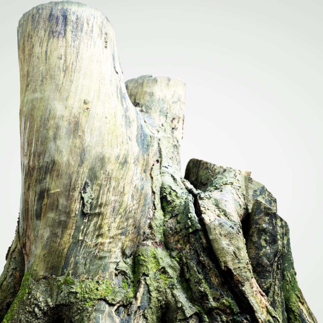 Environment Asset Photoscanned 3d Model