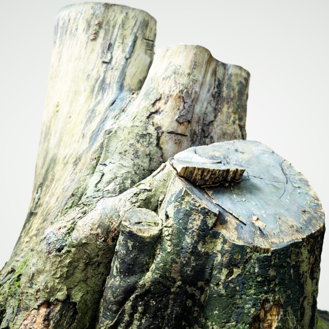 Environment Asset Photoscanned 3d Model