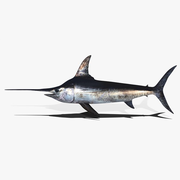 3D Swordfish model - TurboSquid 1911360