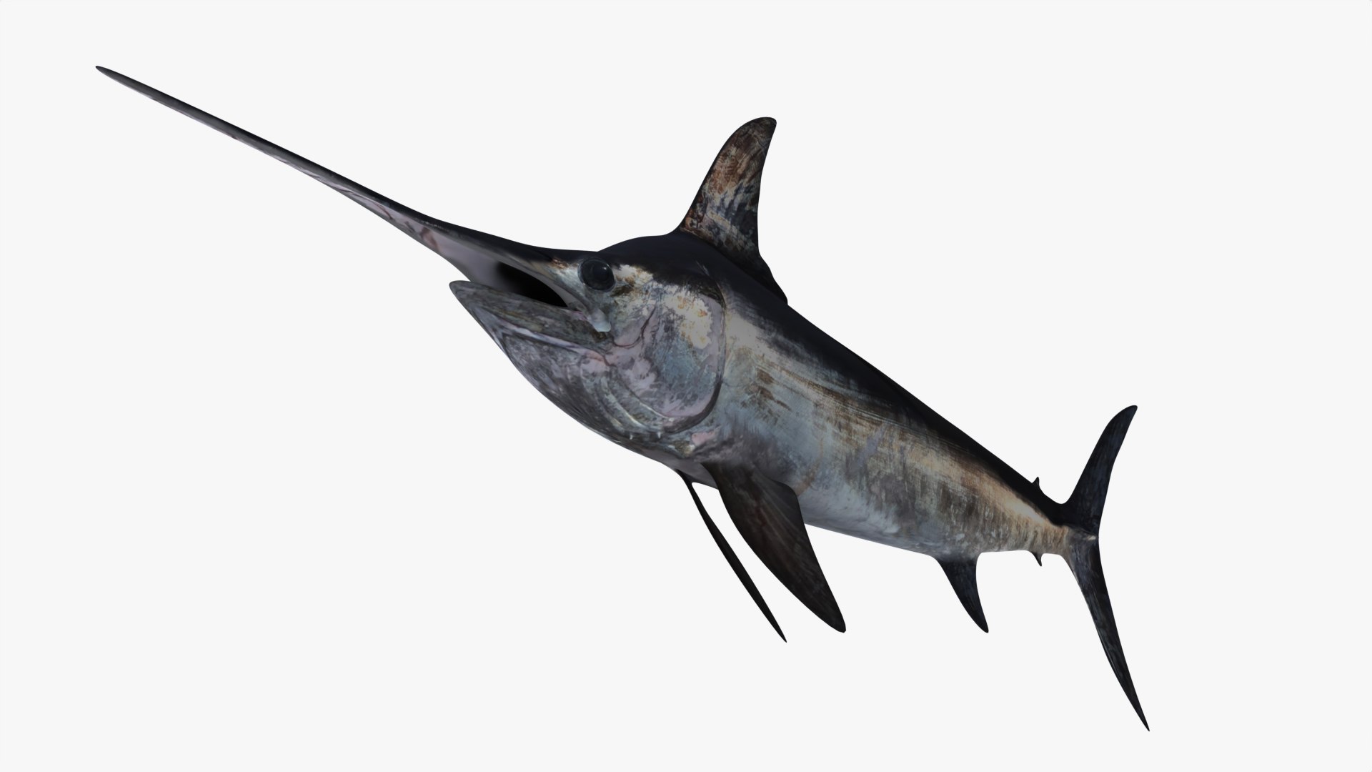 3D Swordfish Model - TurboSquid 1911360