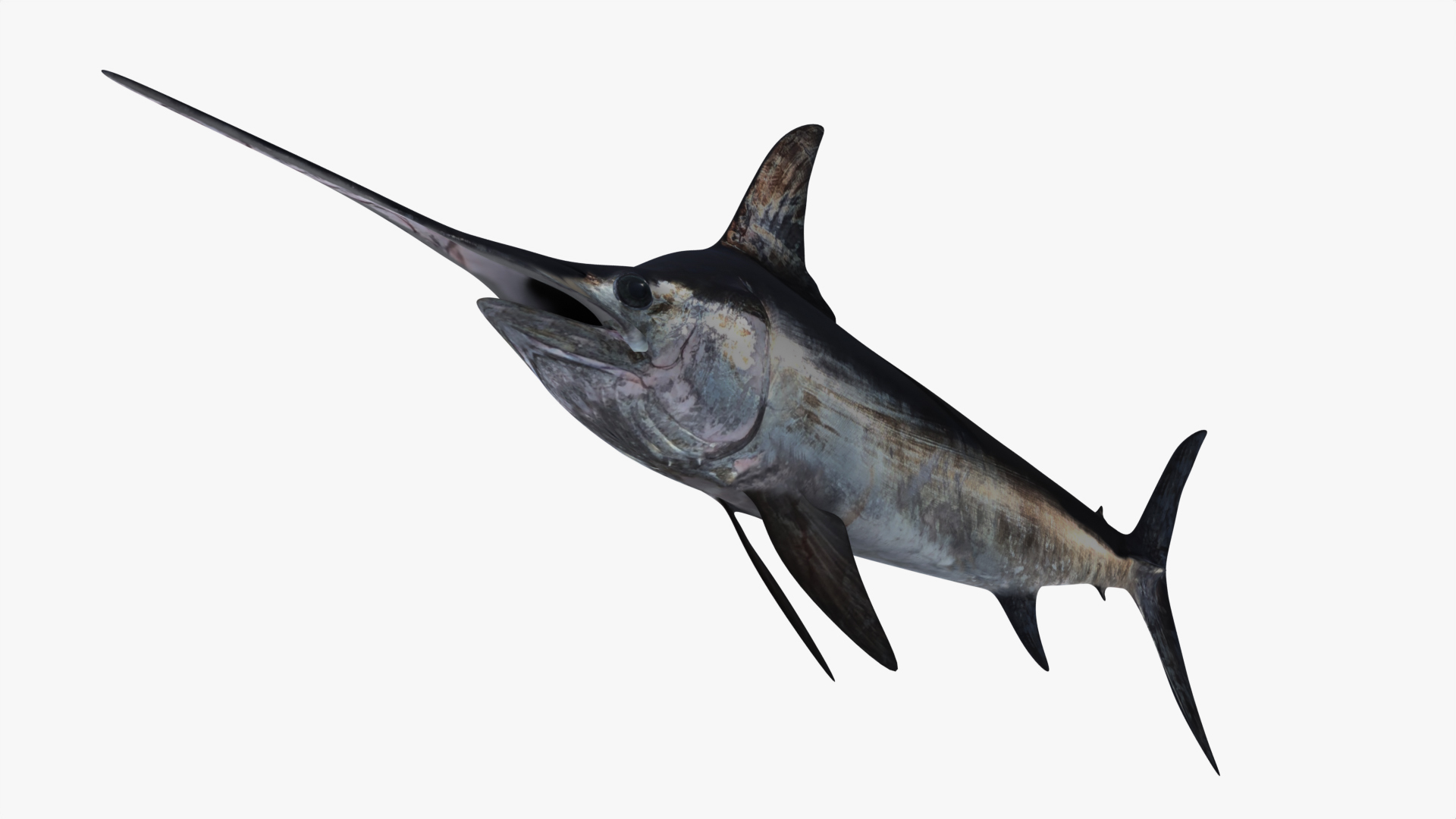 3D Swordfish model - TurboSquid 1911360